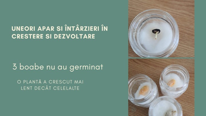Experiment – „Bobul de fasole” – Poveștile clasei mele