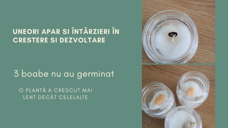 Experiment – „Bobul de fasole” – Poveștile clasei mele