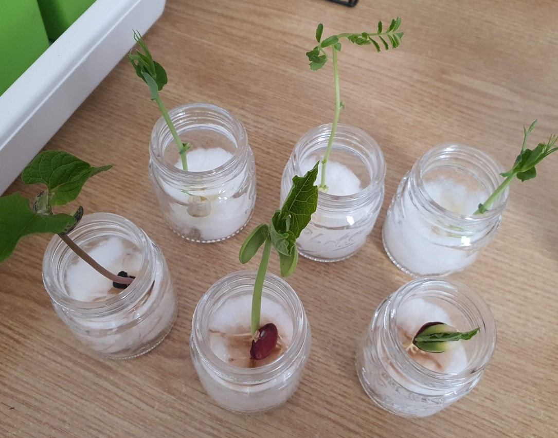 Experiment – „Bobul de fasole” – Poveștile clasei mele