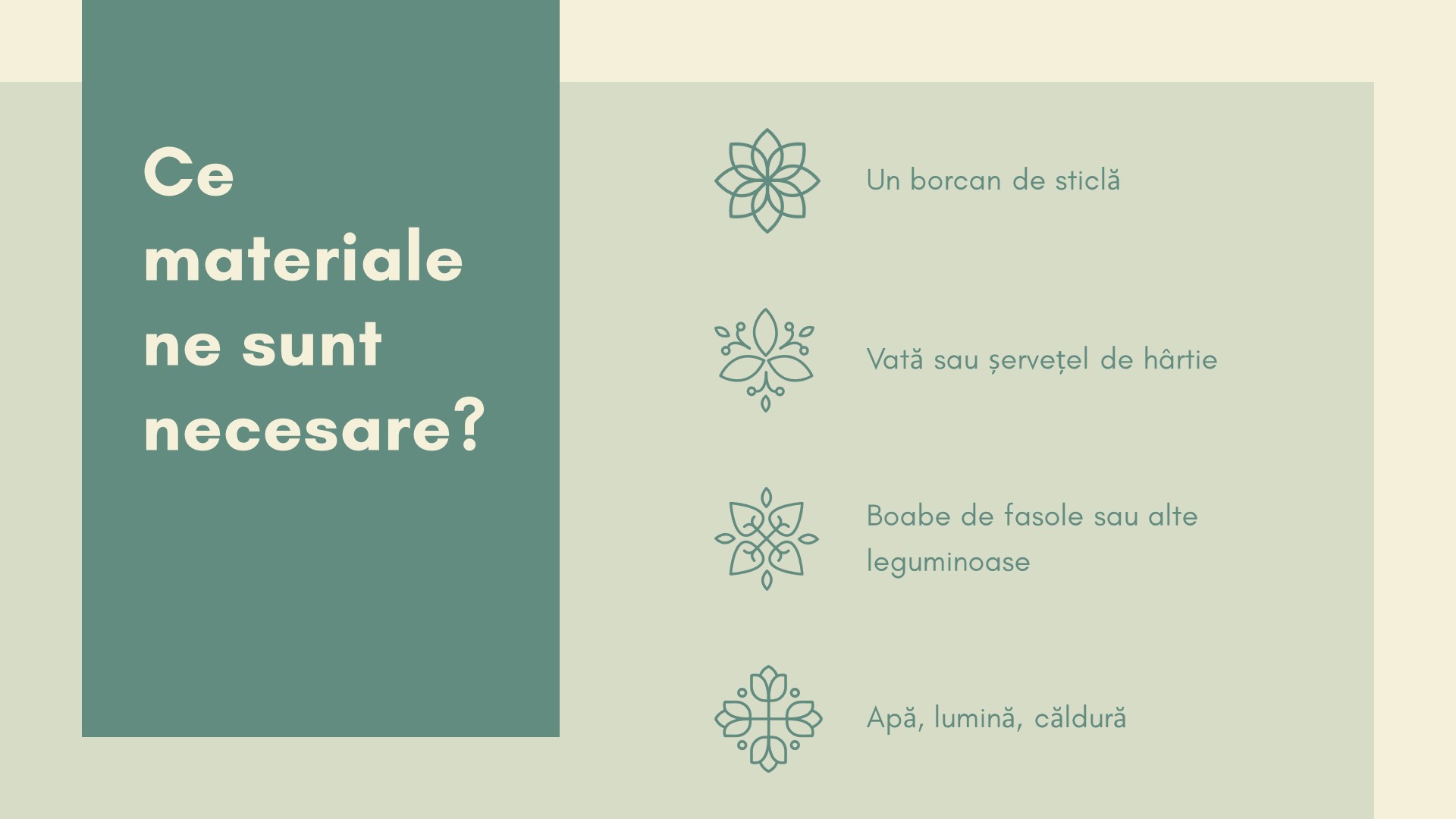 Experiment – „Bobul de fasole” – Poveștile clasei mele