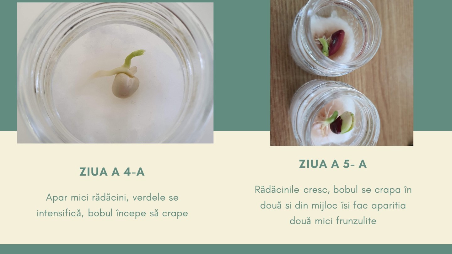 Experiment – „Bobul de fasole” – Poveștile clasei mele