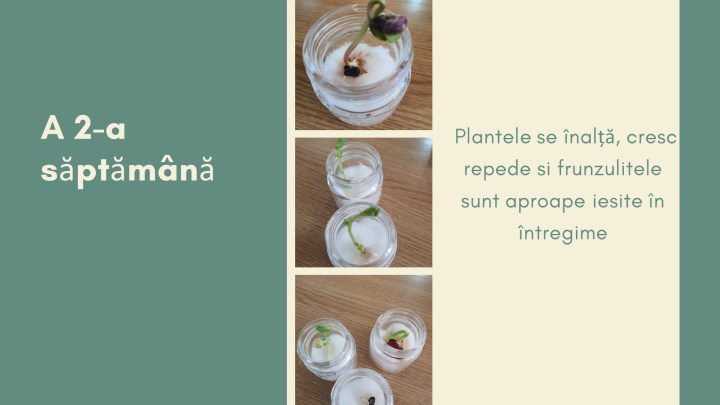 Experiment – „Bobul de fasole” – Poveștile clasei mele
